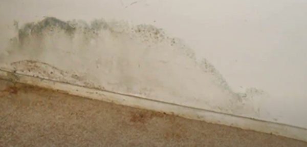Understanding The Key Differences Between Damp And Mould
