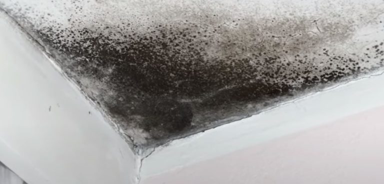 Signs And Causes | What Does Damp Look Like?