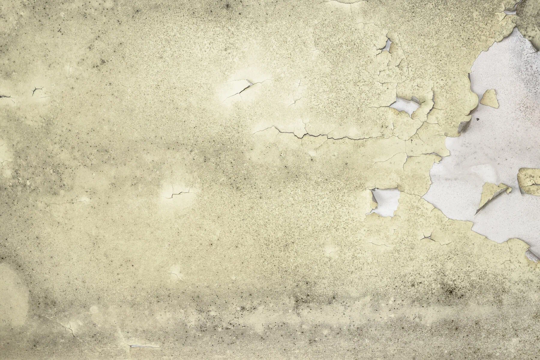 How To Spot Signs Of Damp – Quick Guide