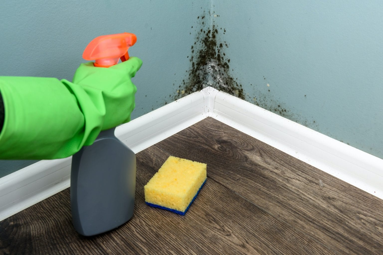The Truth: Does Heat Really Kill Mould?