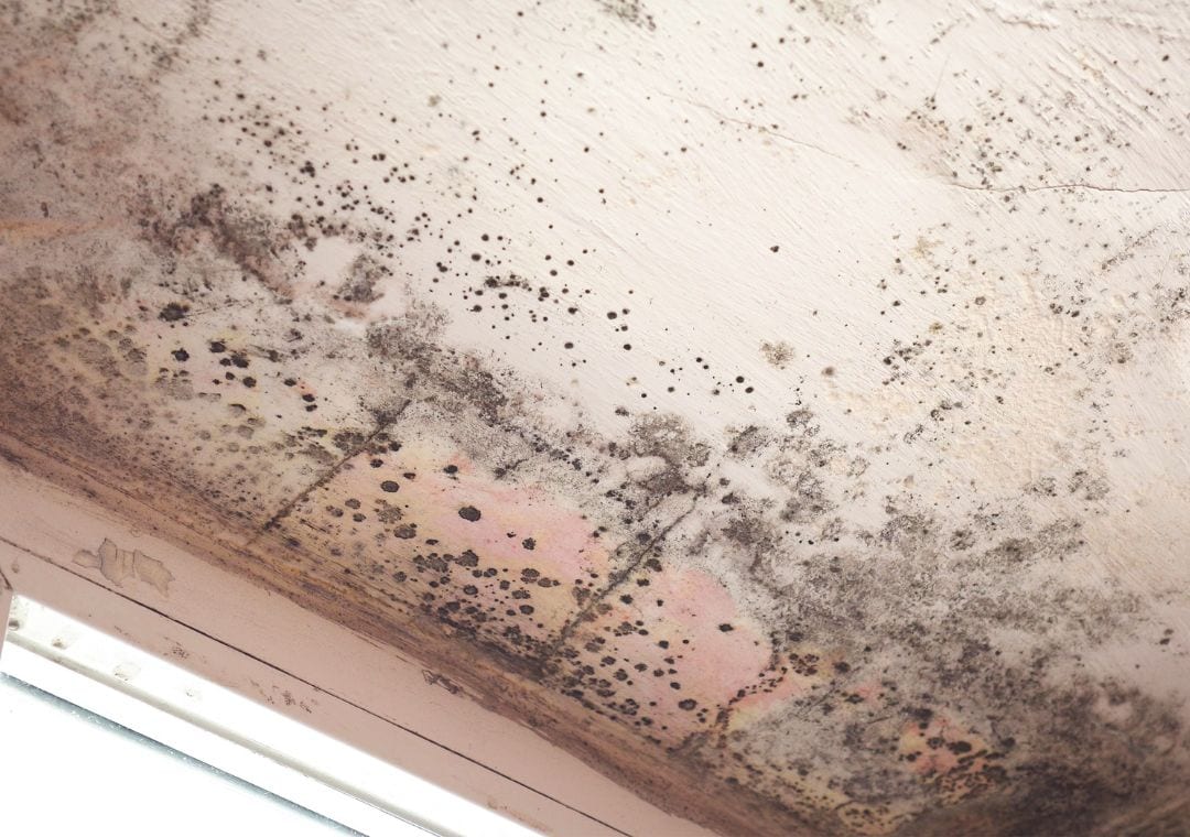Signs And Causes | What Does Damp Look Like?