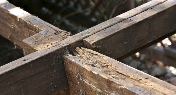 Dry Rot: What You Need To Know About It
