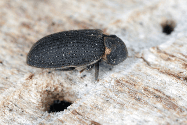 What Do Woodworms Look Like? | Advanced Damp
