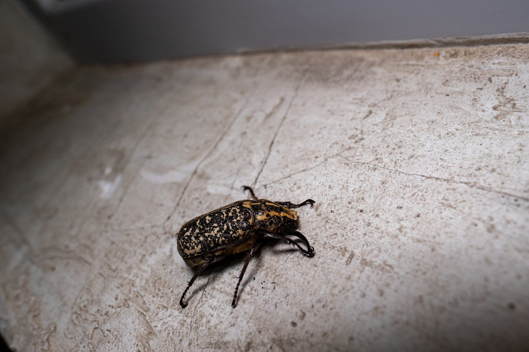 How To Manage Carpet Beetles In The UK