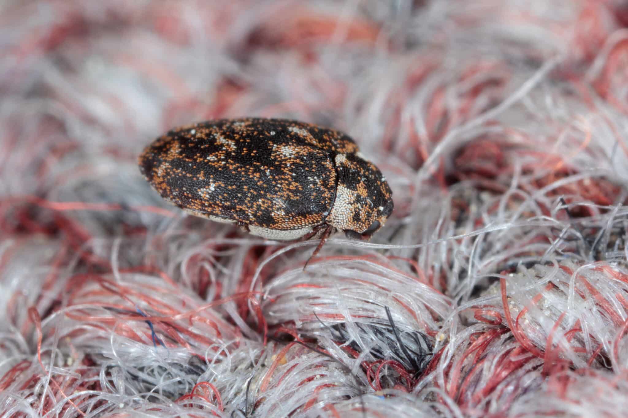 How To Manage Carpet Beetles In The UK
