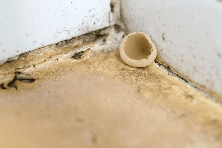 Causes And Fixes For Mushrooms In Your Home