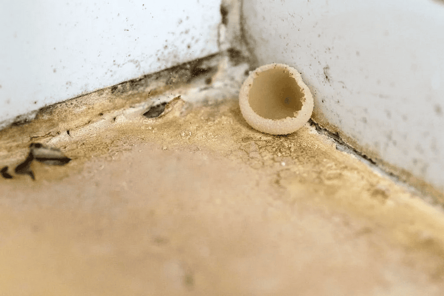 Causes And Fixes For Mushrooms In Your Home